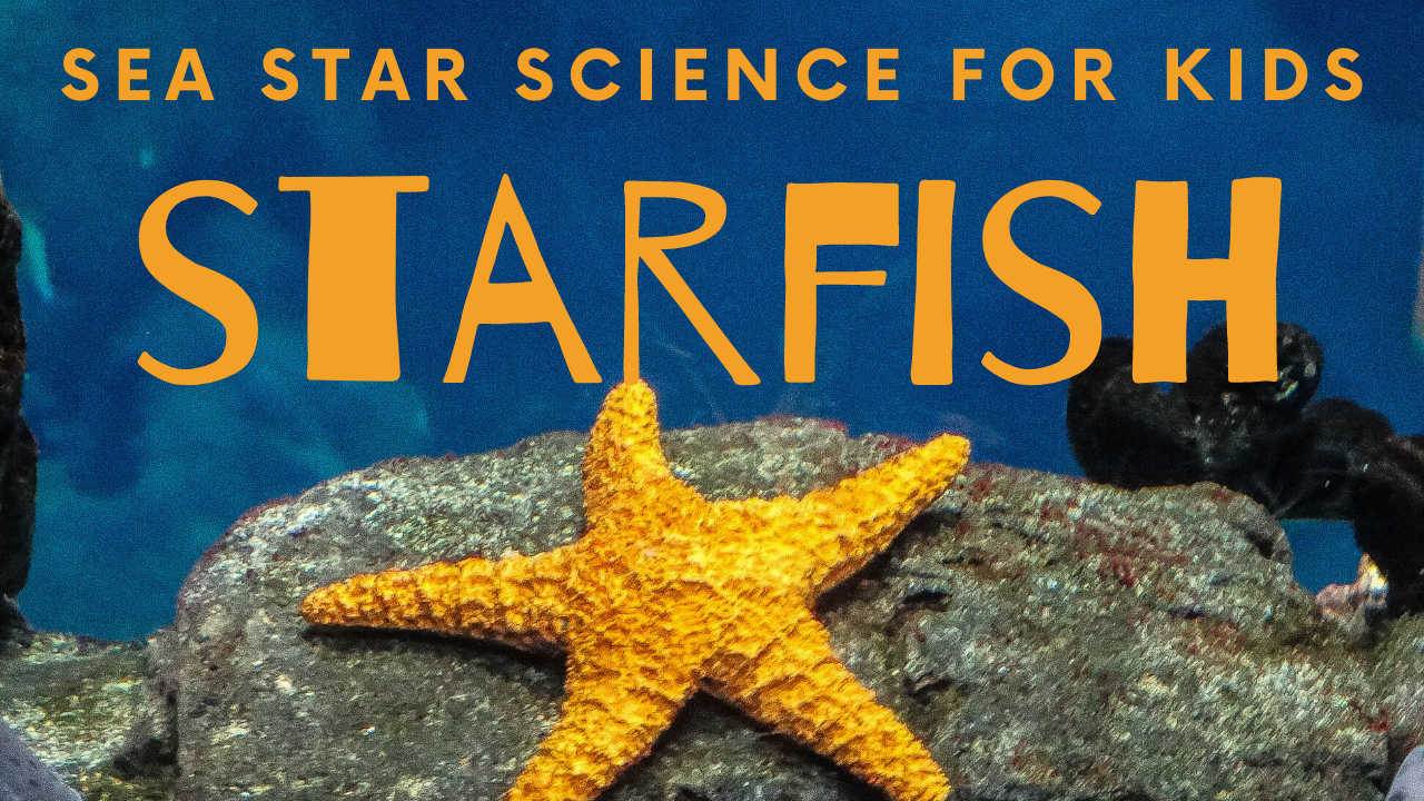 Starfish Lessons for Kids - STEMHAX