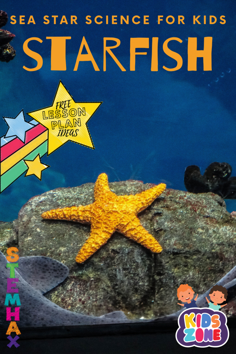 Starfish Lessons for Kids - STEMHAX