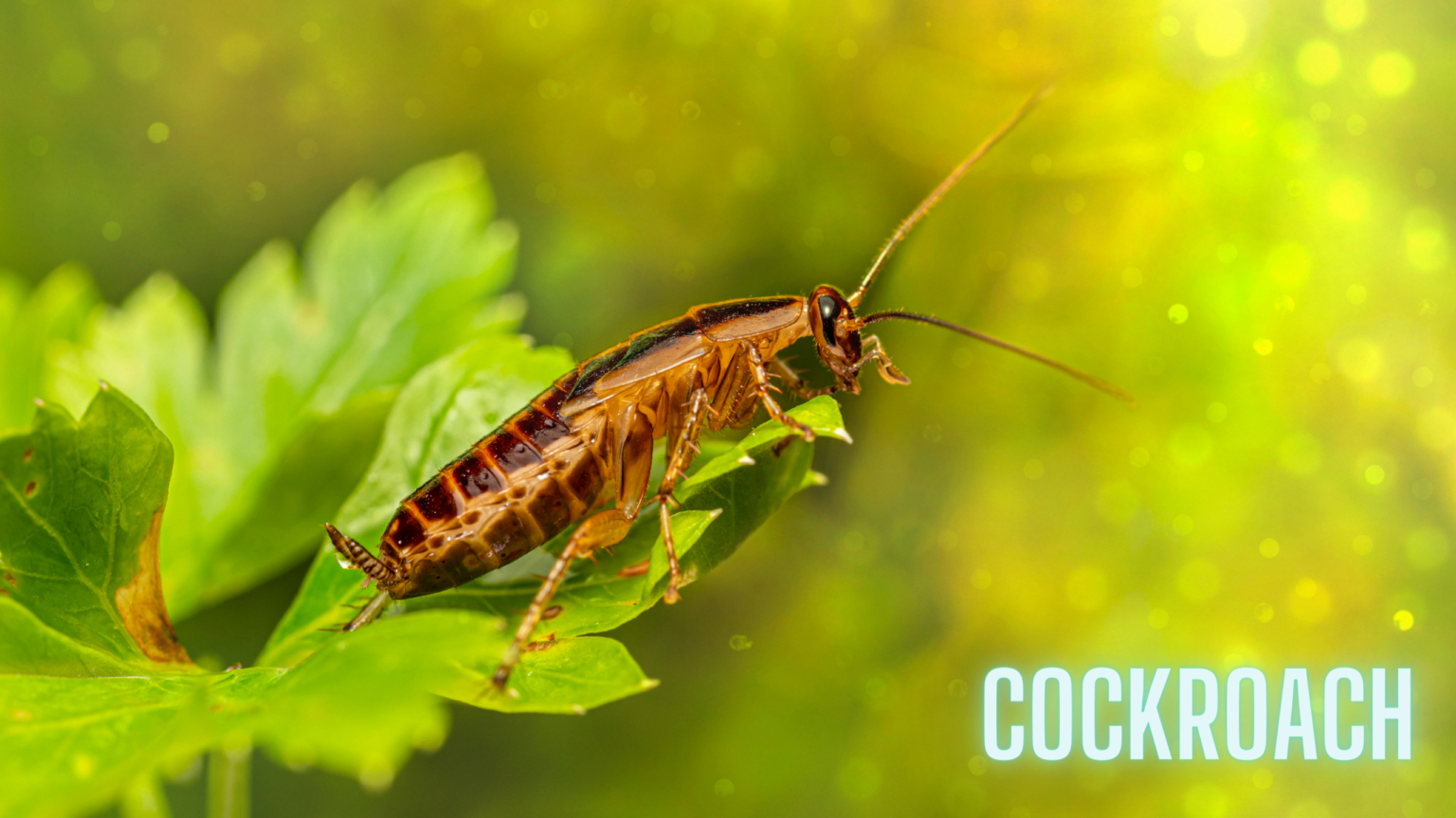 Leo Cockroach Toy Tester - STEMHAX